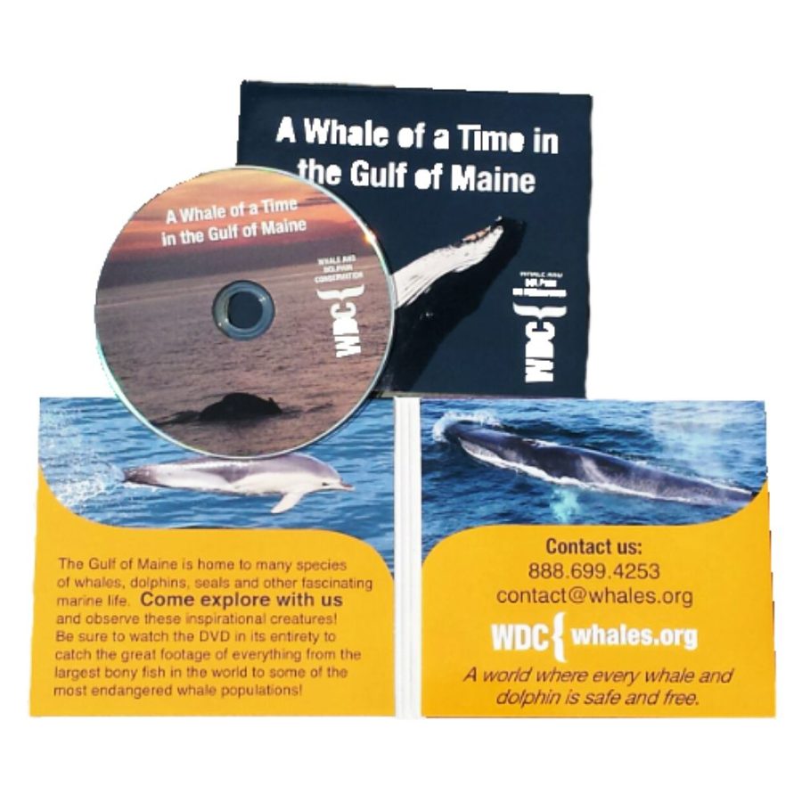 Adopt an Orca | Adoption Packages | Whale and Dolphin Conservation