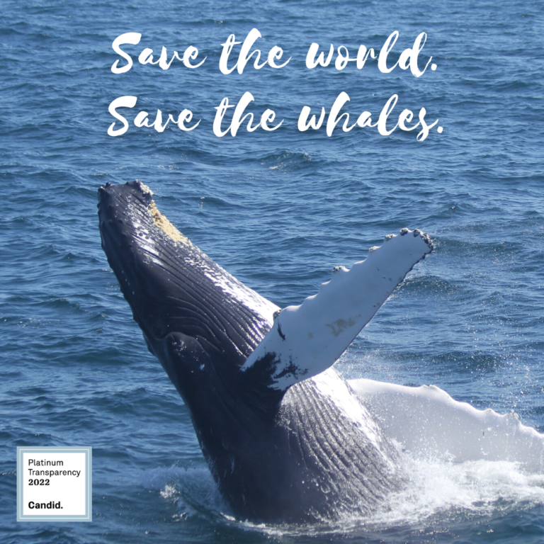 Donate to Save Whales and Dolphins | Whale and Dolphin Conservation