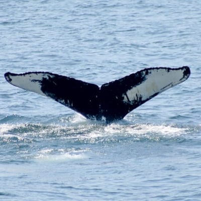 Whale Adoption Project | Adopt A Whale | Whale and Dolphin Conservation