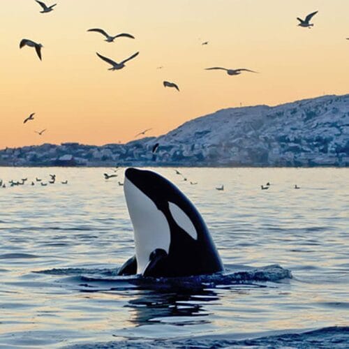 Save The Orcas With Charitable Donations| Whale & Dolphin Conservation