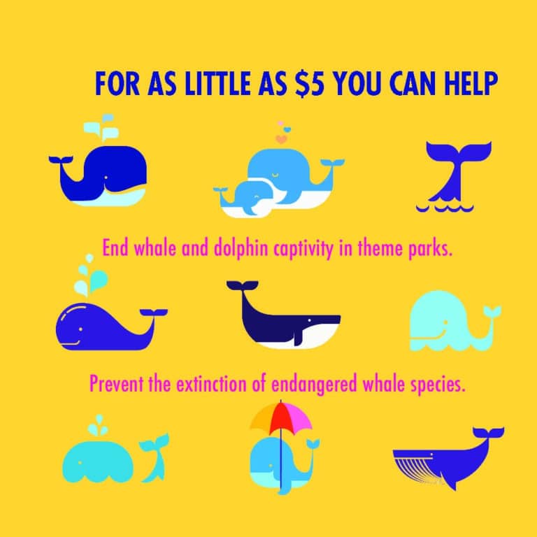 Donate to Save Whales and Dolphins | Whale and Dolphin Conservation