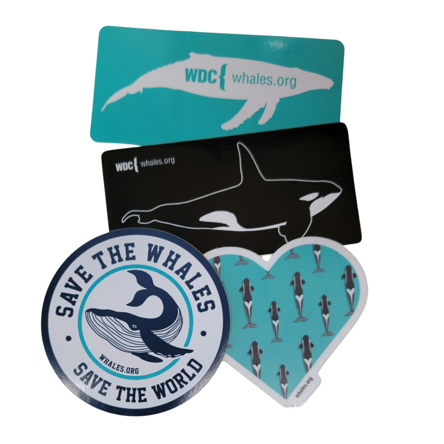 Adopt an Orca | Adoption Packages | Whale and Dolphin Conservation