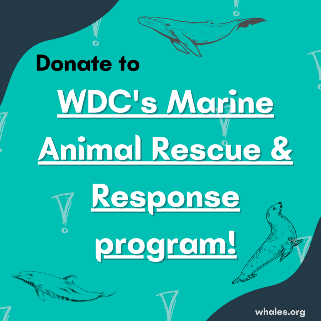 Best Charities To Donate To | Whale and Dolphin Conservation