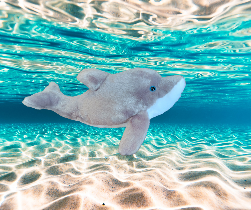 Dolphin Stuffed Animals | Whale and Dolphin Conservation