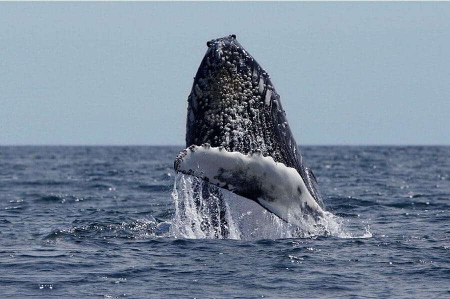 Whale Adoption Project | Whale and Dolphin Conservation