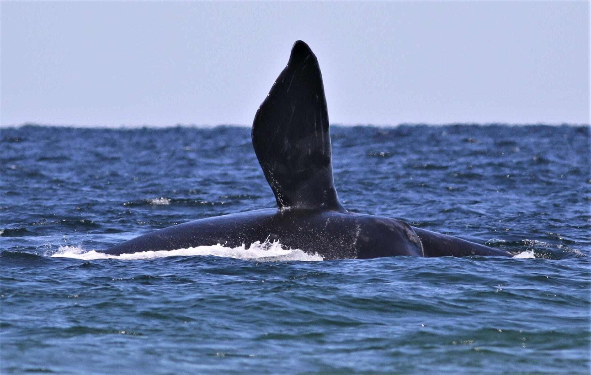 Donate to WDC | Protect Endangered Right Whales| WDC