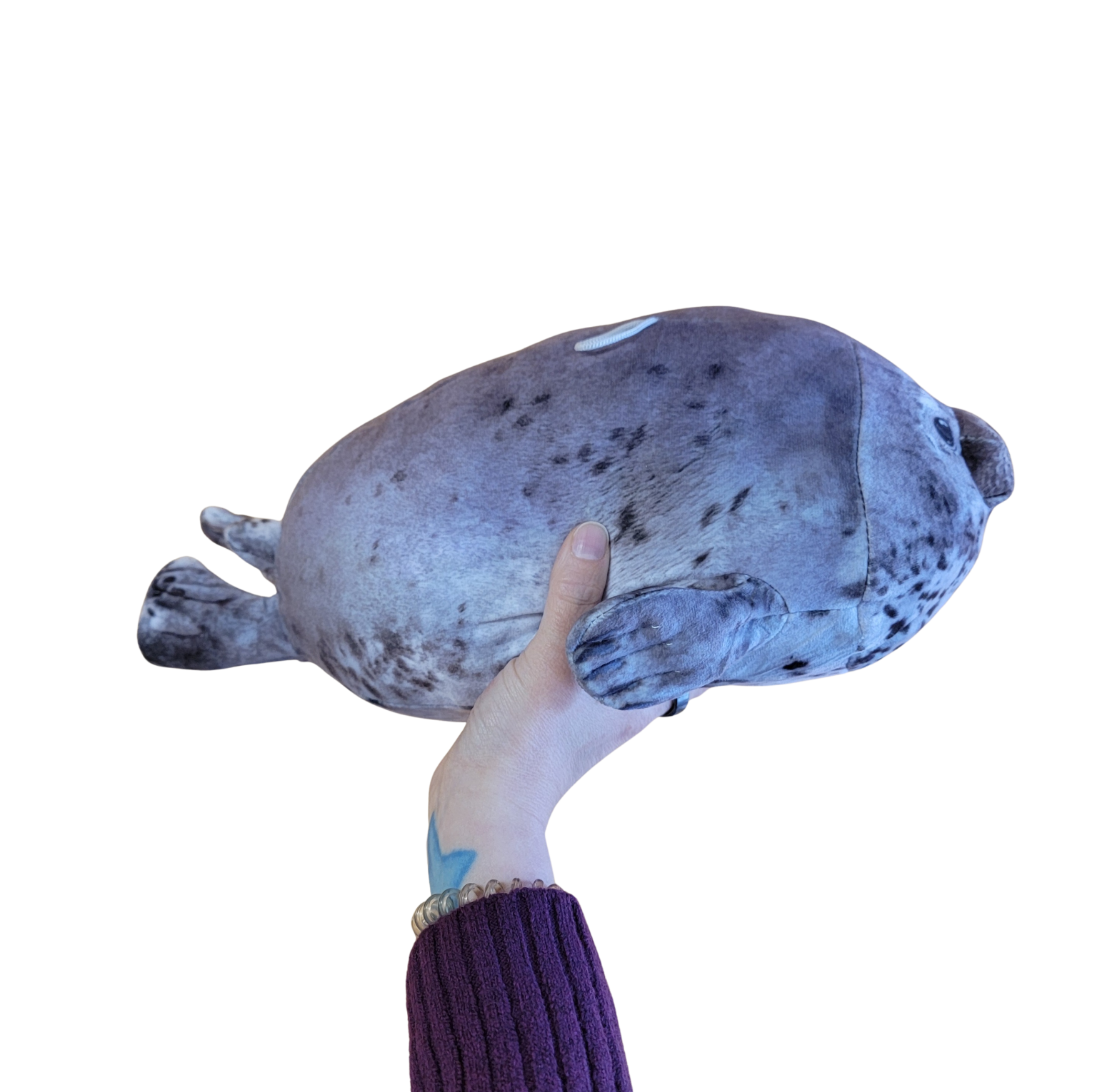 Adopt an Orca | Adoption Packages | Whale and Dolphin Conservation